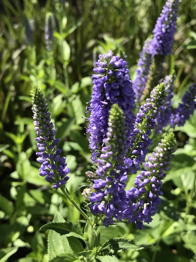 Veronica longifolia 'First Glory' (1 qt) | First Glory Speedwell (1 qt ...
