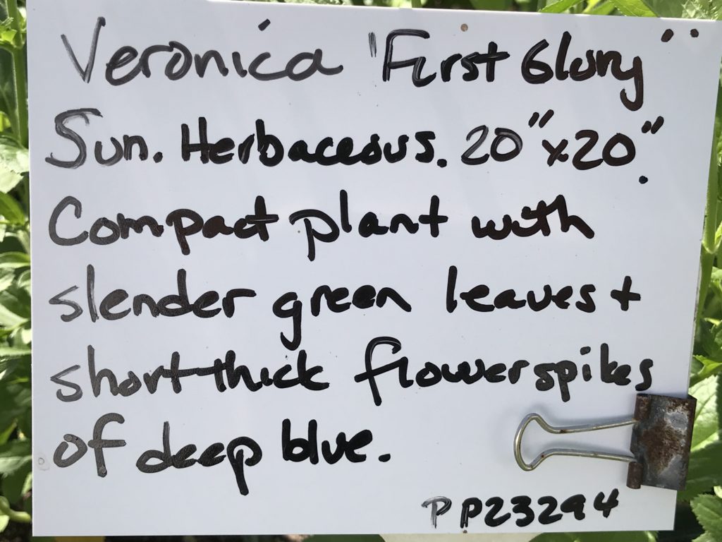 Veronica longifolia 'First Glory' (1 qt) | First Glory Speedwell (1 qt ...