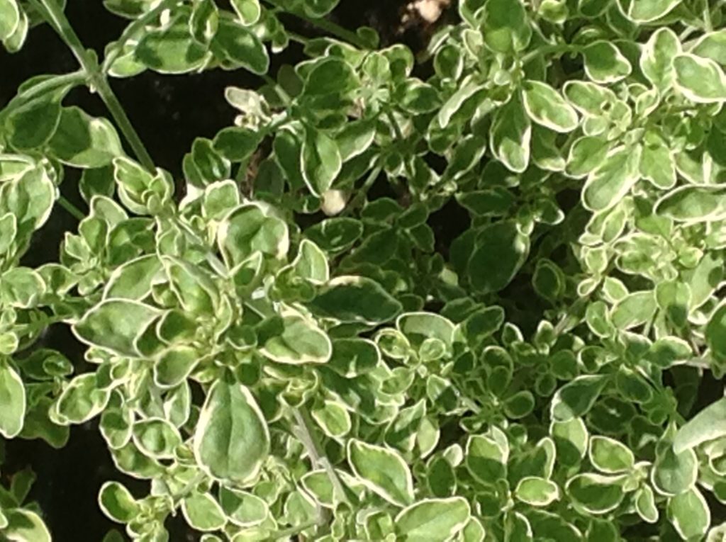 Prostanthera ovalifolia 'Variegata' (1 qt) | Variegated Australian Min ...