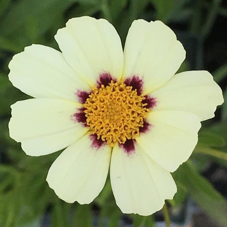 Coreopsis 'Star Cluster' (1 qt) | 'Star Cluster' Tickseed (1 qt ...