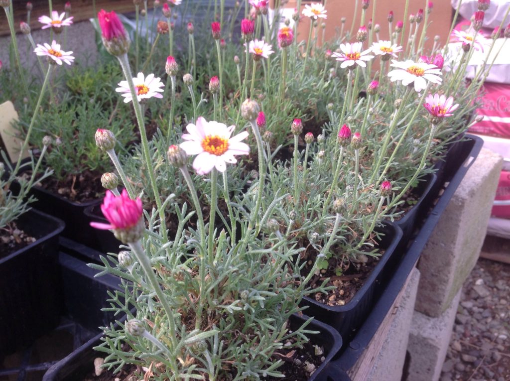 Rhodanthemum hosmariense 'Marrakech' (1 qt) | Moroccan Daisy (1 qt ...
