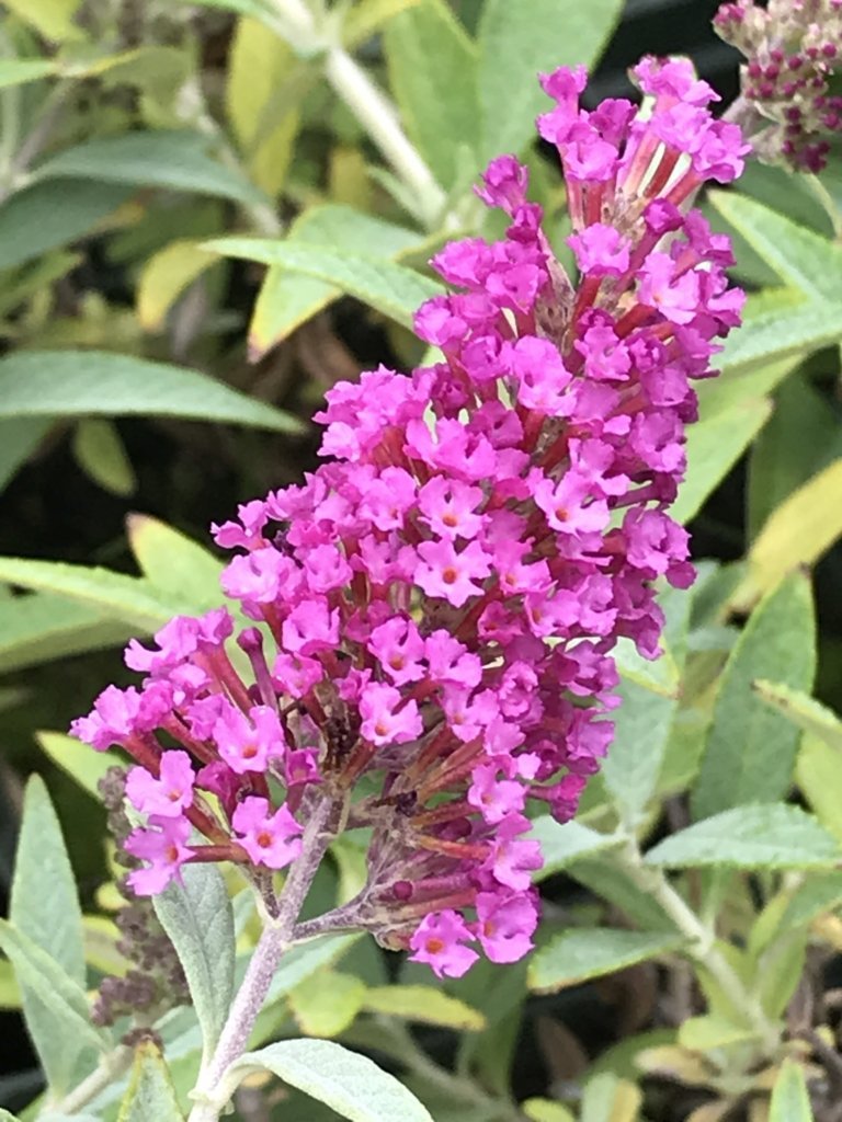 Buddleia davidii 'Buzz Velvet' (1 qt) | Velvet Dwarf Butterfly Bush (1 ...