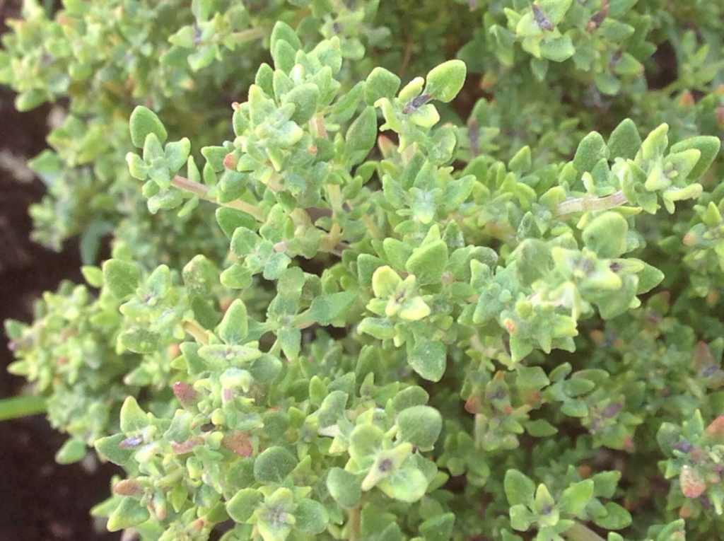 Cordiothymus capitatus (4") | Conehead Thyme (4") – Morningsun Herb Farm