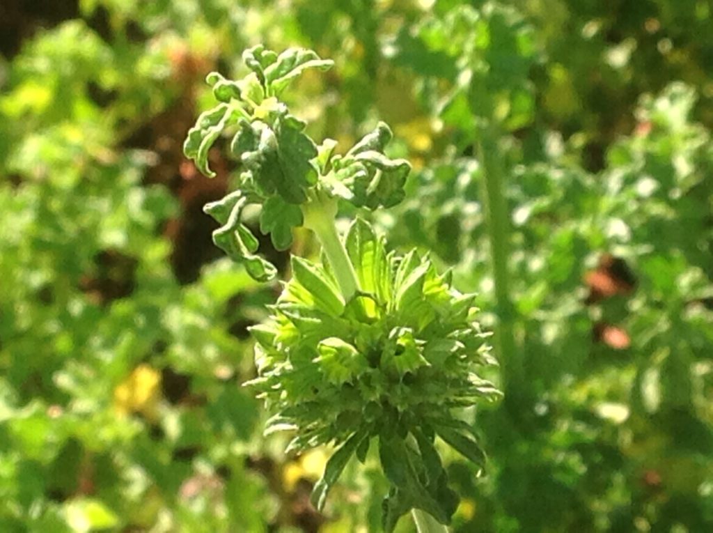Leonotis menthifolia (1 qt) | Dwarf Lion's Tail (1 qt) – Morningsun ...