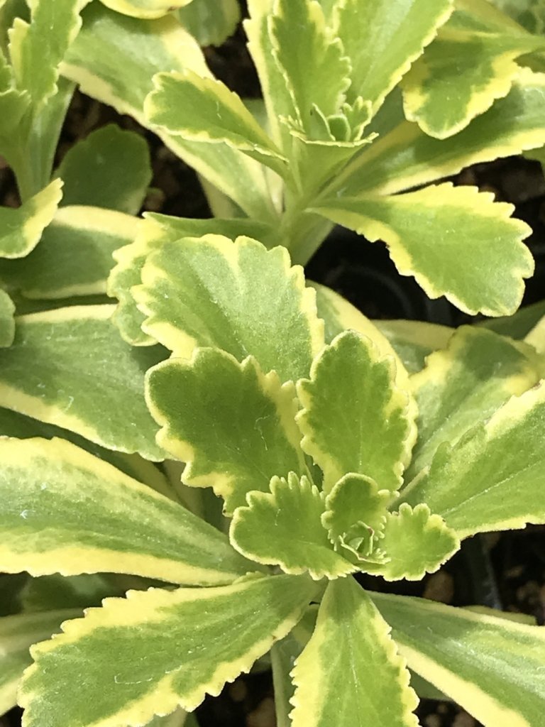 Sedum ellacombianum 'Cutting Edge' (4") | Cutting Edge Stonecrop (4 ...