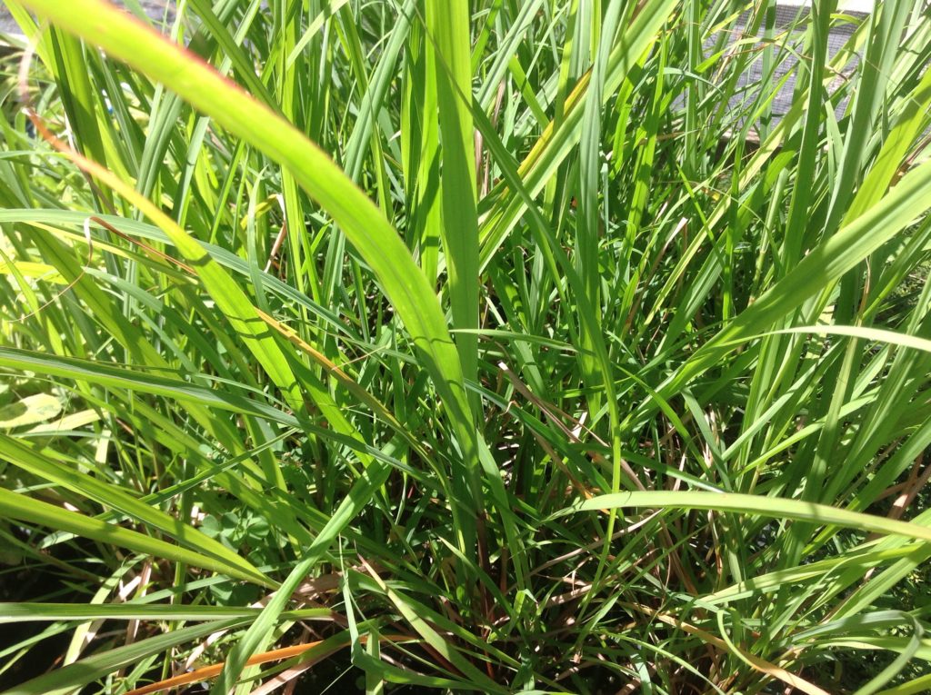 Cymbopogon flexuosus (4") | East Indian Lemon Grass (4") – Morningsun ...