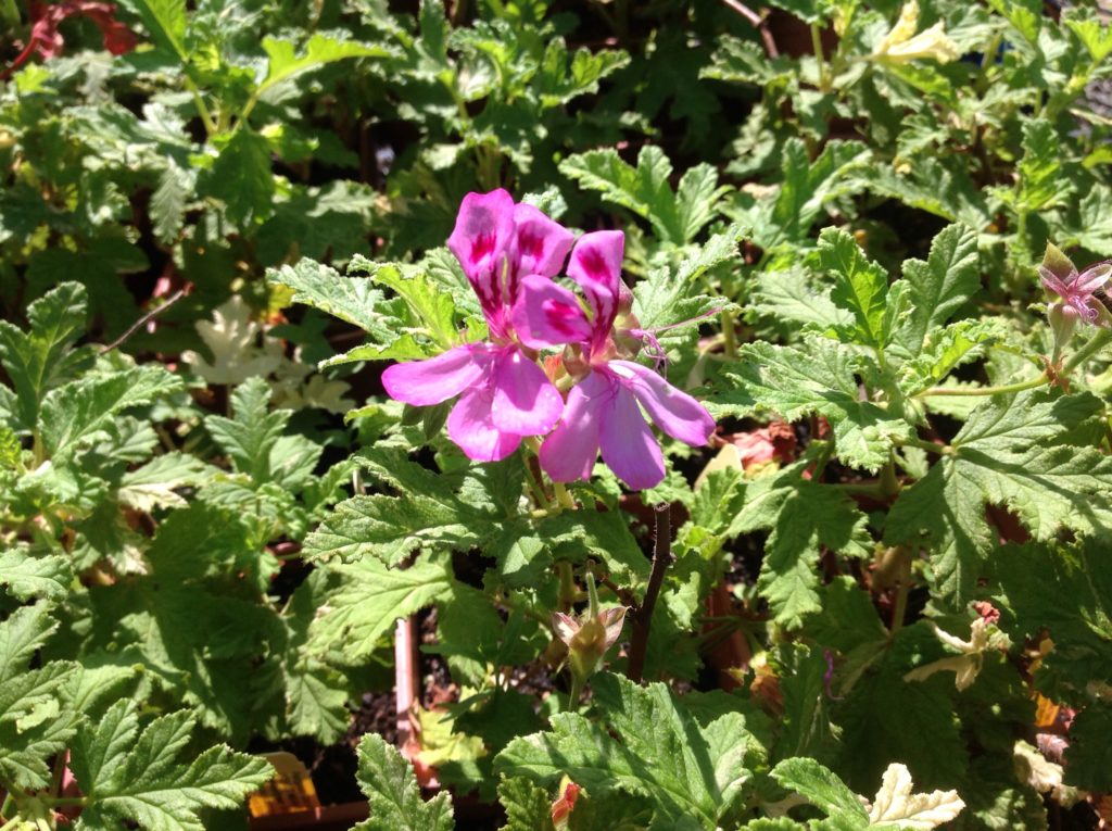 Pelargonium 'Dappled Oak' (4") | Dappled Oak Scented Geranium (4 ...