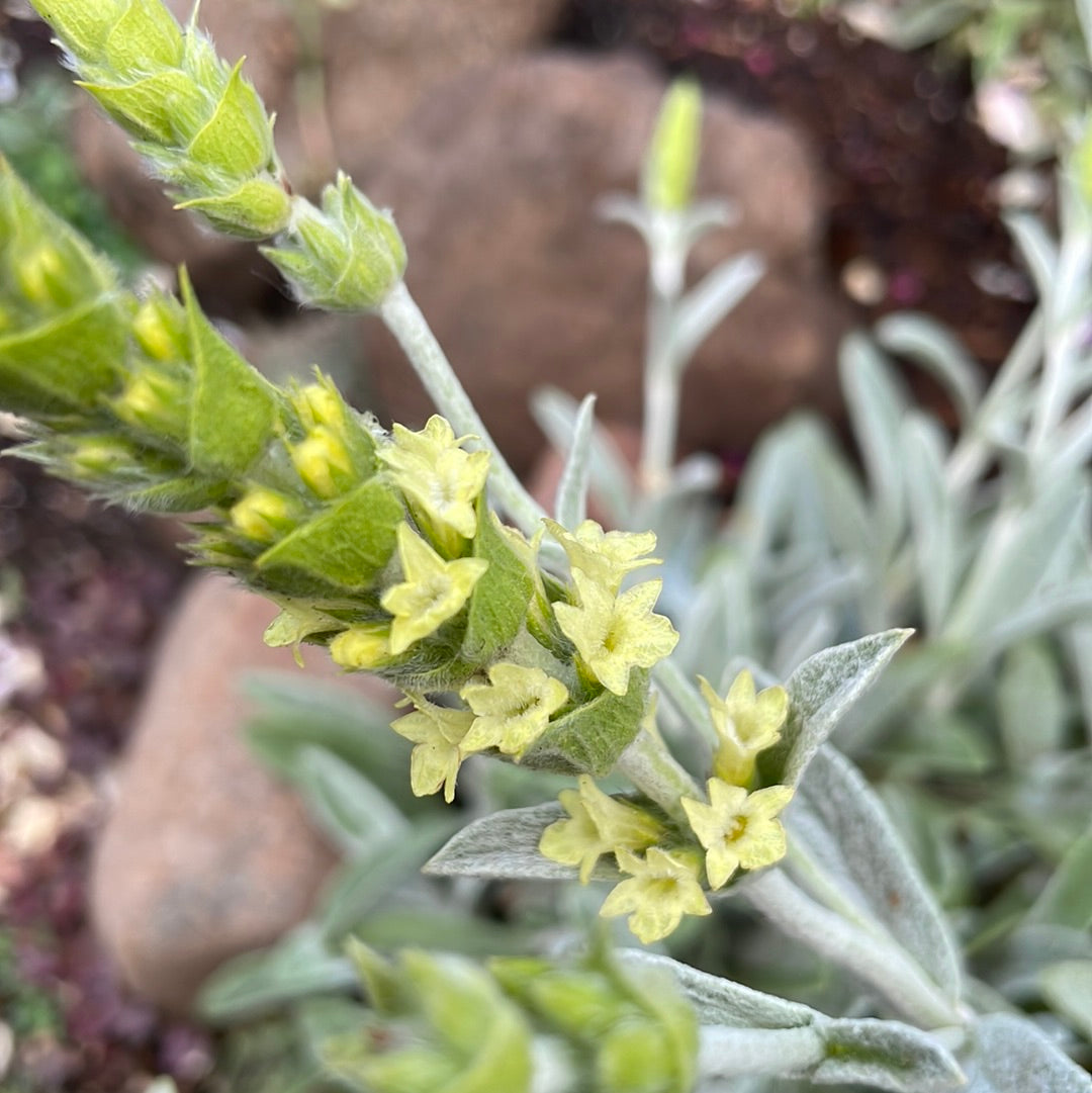 Sideritis syriaca (4") | Greek Mountain Tea (4") – Morningsun Herb Farm