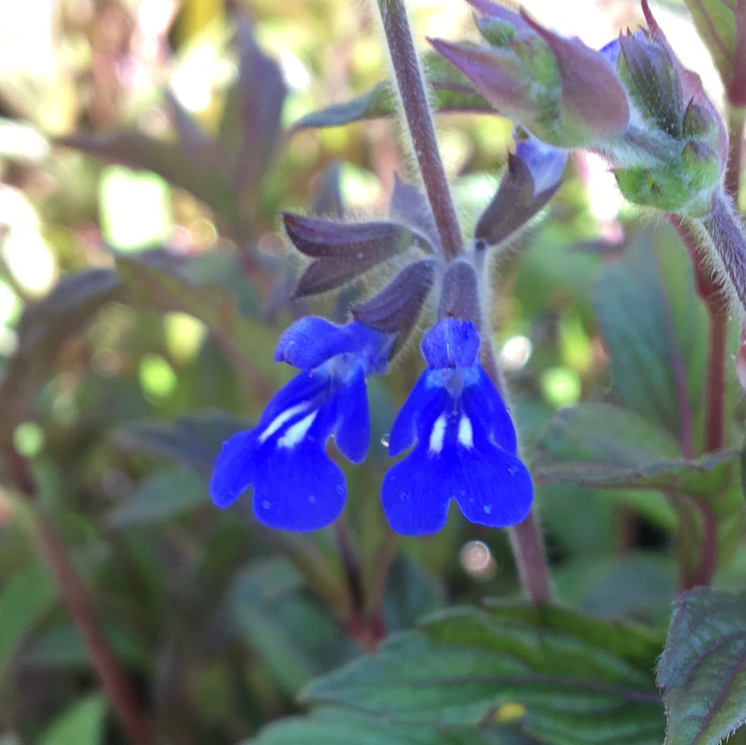 Salvia sinaloensis (1 qt) | Sinaloa Sage (1 qt) – Morningsun Herb Farm
