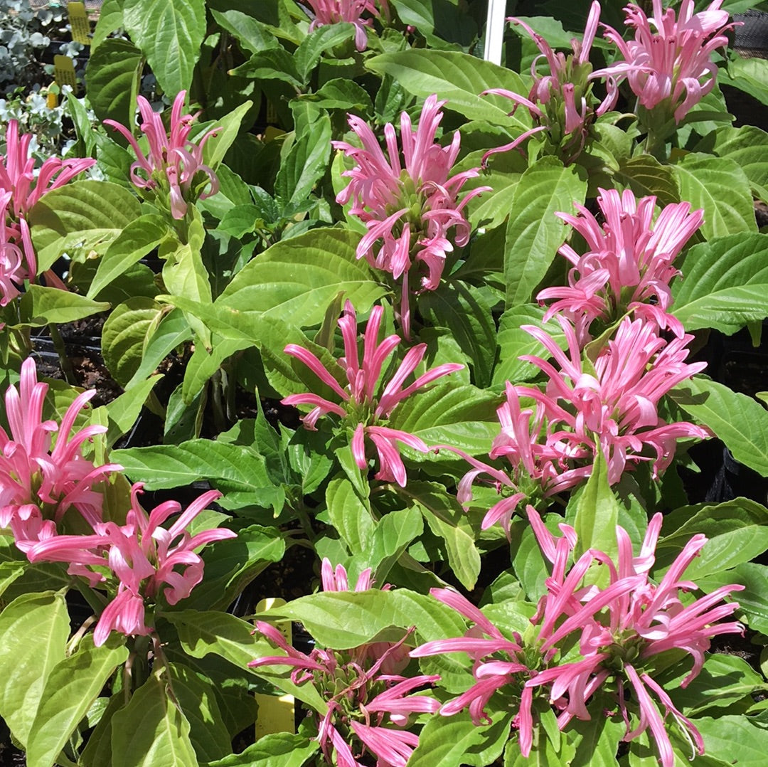Justicia carnea (1 qt) | Jacobinia, Brazilian Plume (1 qt) – Morningsun ...