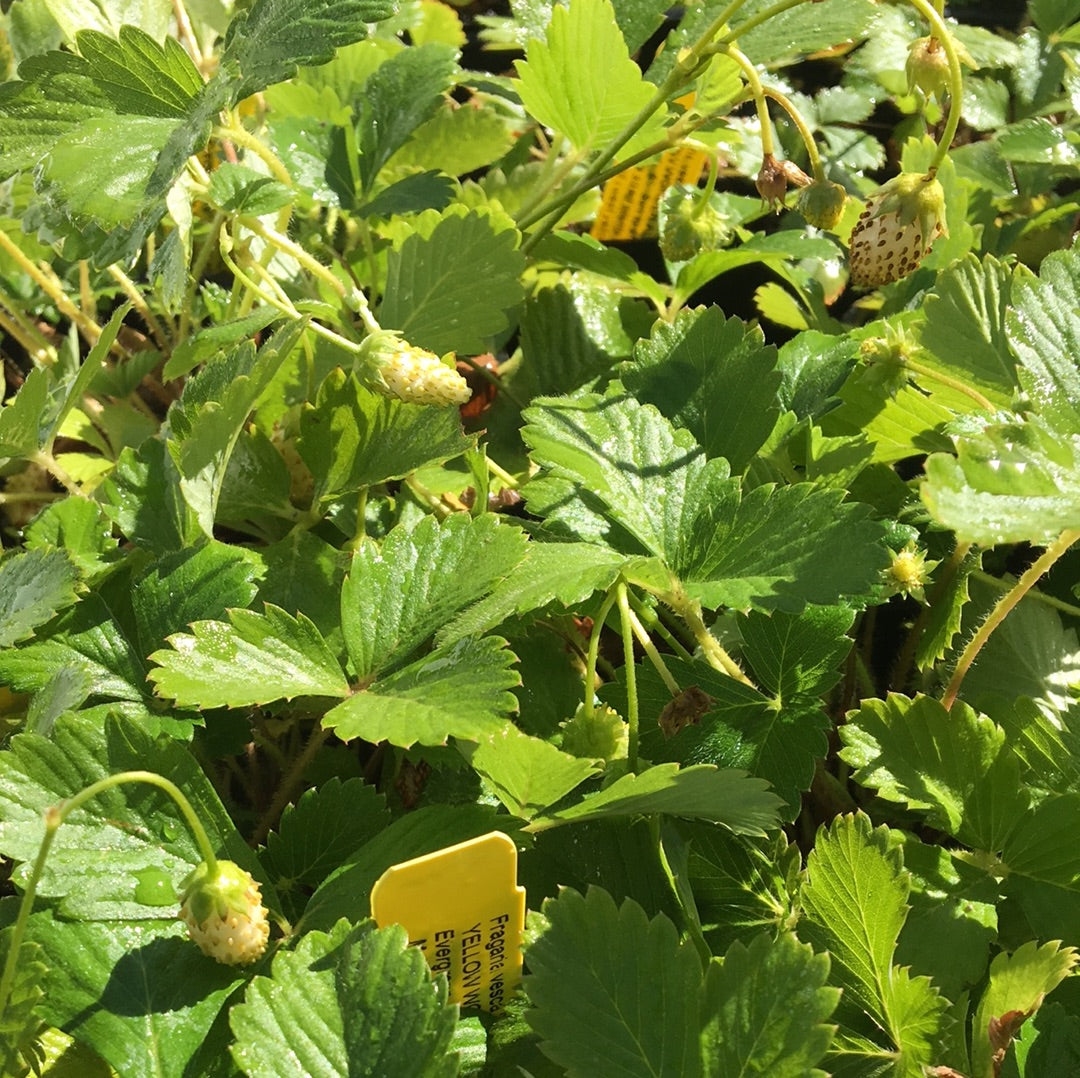 Fragaria vesca 'Yellow Wonder' (4") | Yellow Wonder Alpine Strawberry ...