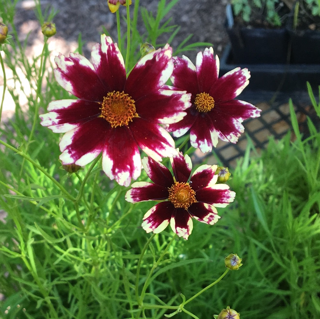 Coreopsis 'Ruby Frost' | Ruby Frost Tickseed – Morningsun Herb Farm