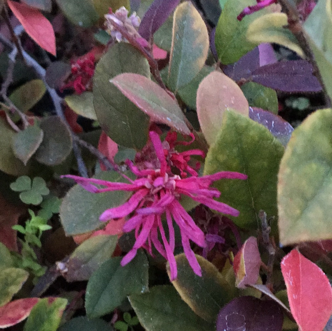 Loropetalum chinense 'Ruby' (1 qt) | Ruby Chinese Fringe Flower (1 qt ...