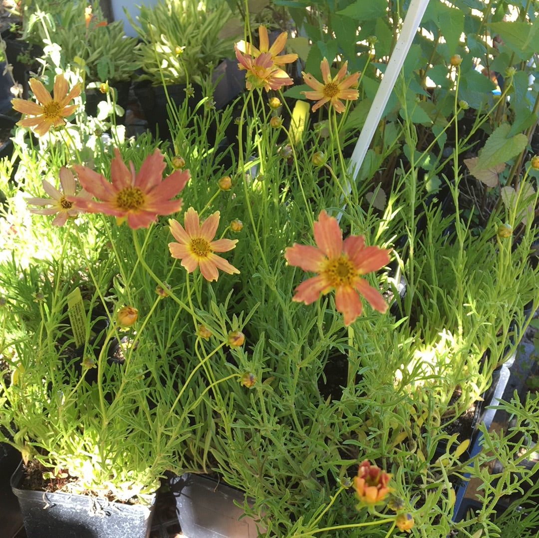 Coreopsis verticillata 'Creme Caramel' (1 qt) | Creme Caramel Tickseed ...