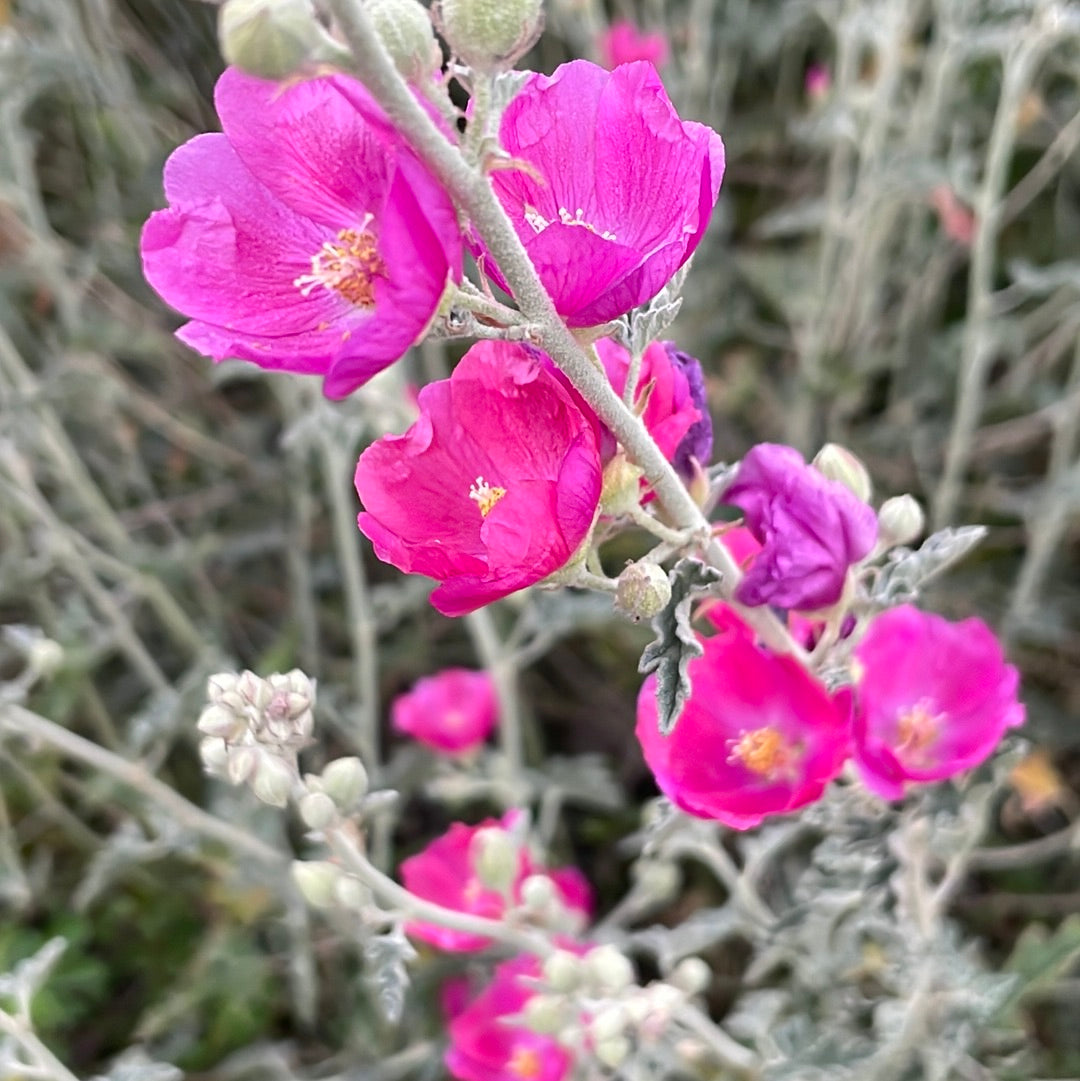 Sphaeralcea 'Hot Pink' (1 qt) | Hot Pink Globe Mallow (1 qt ...