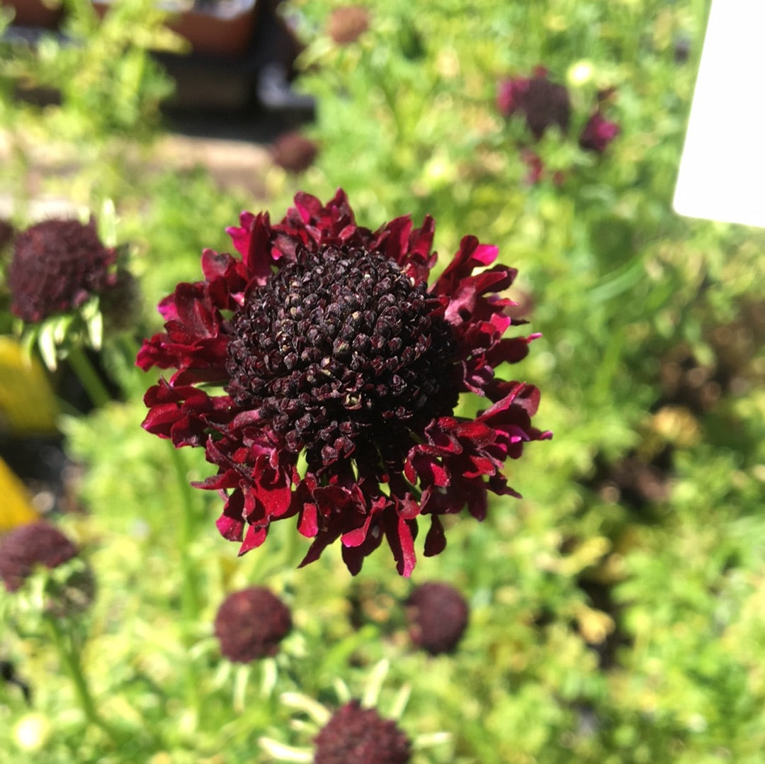 Scabiosa atropurpurea 'Royal Ruby' (1 qt) | Royal Ruby Pincushion Flow ...