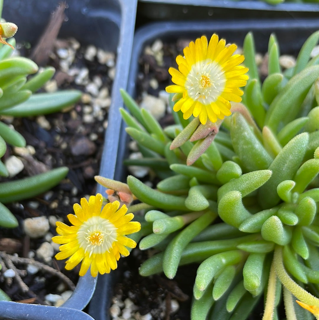 Delosperma 'Jewel of Desert Peridot' (4") | Jewel of Desert Peridot Ic ...