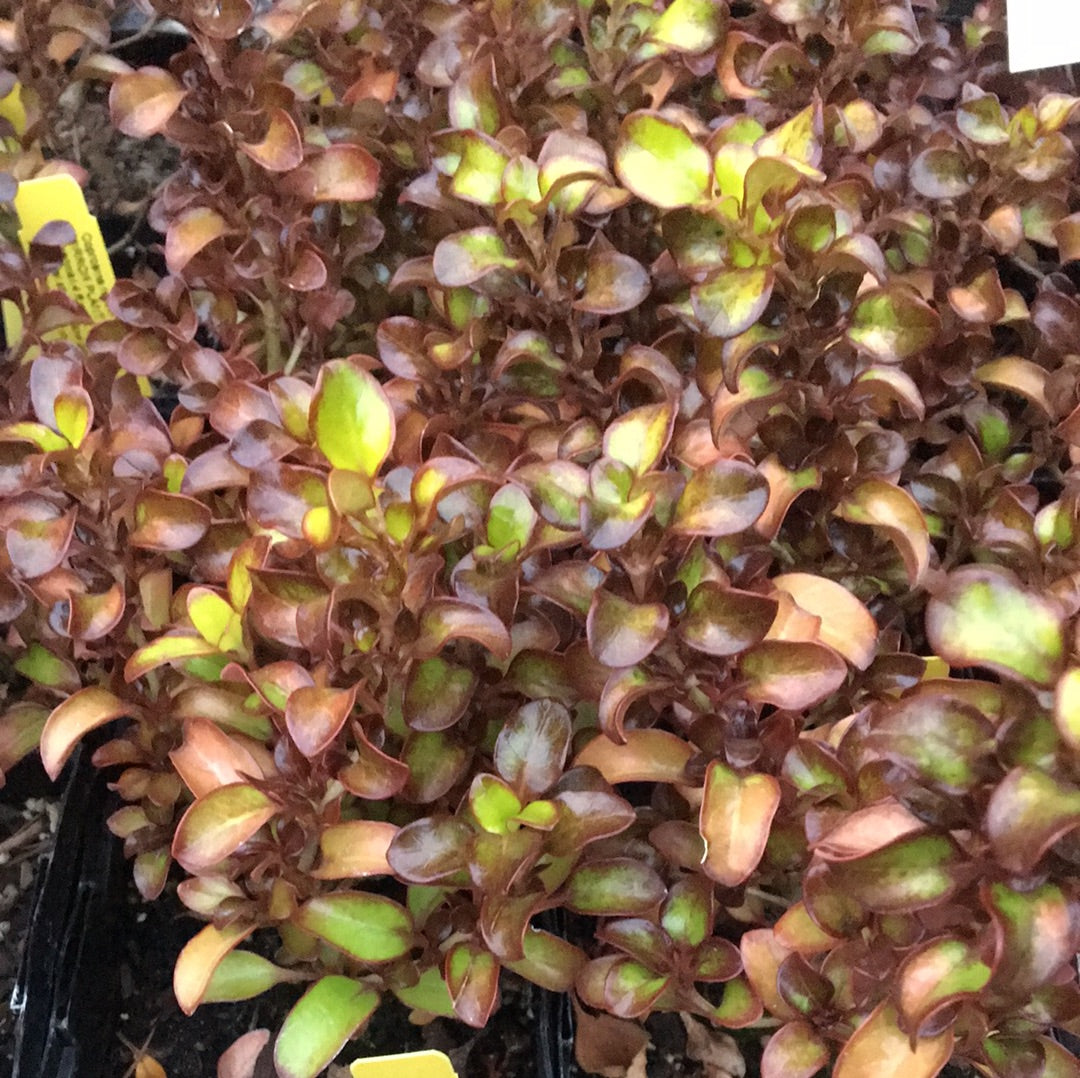 Coprosma repens 'Pina Colada' (1 qt)| Pina Colada Mirror Bush (1 qt ...