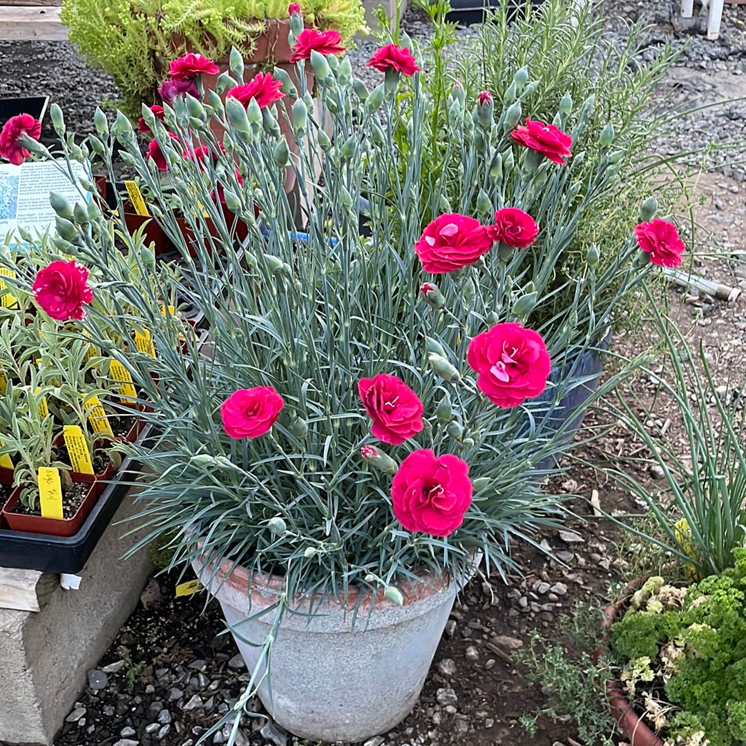 Dianthus 'Ruby's Tuesday' | Ruby's Tuesday Carnation – Morningsun Herb Farm