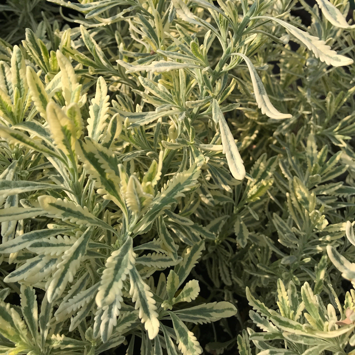 Lavandula allardii 'Meerlo' (4") | Meerlo Variegated Lavender (4 ...