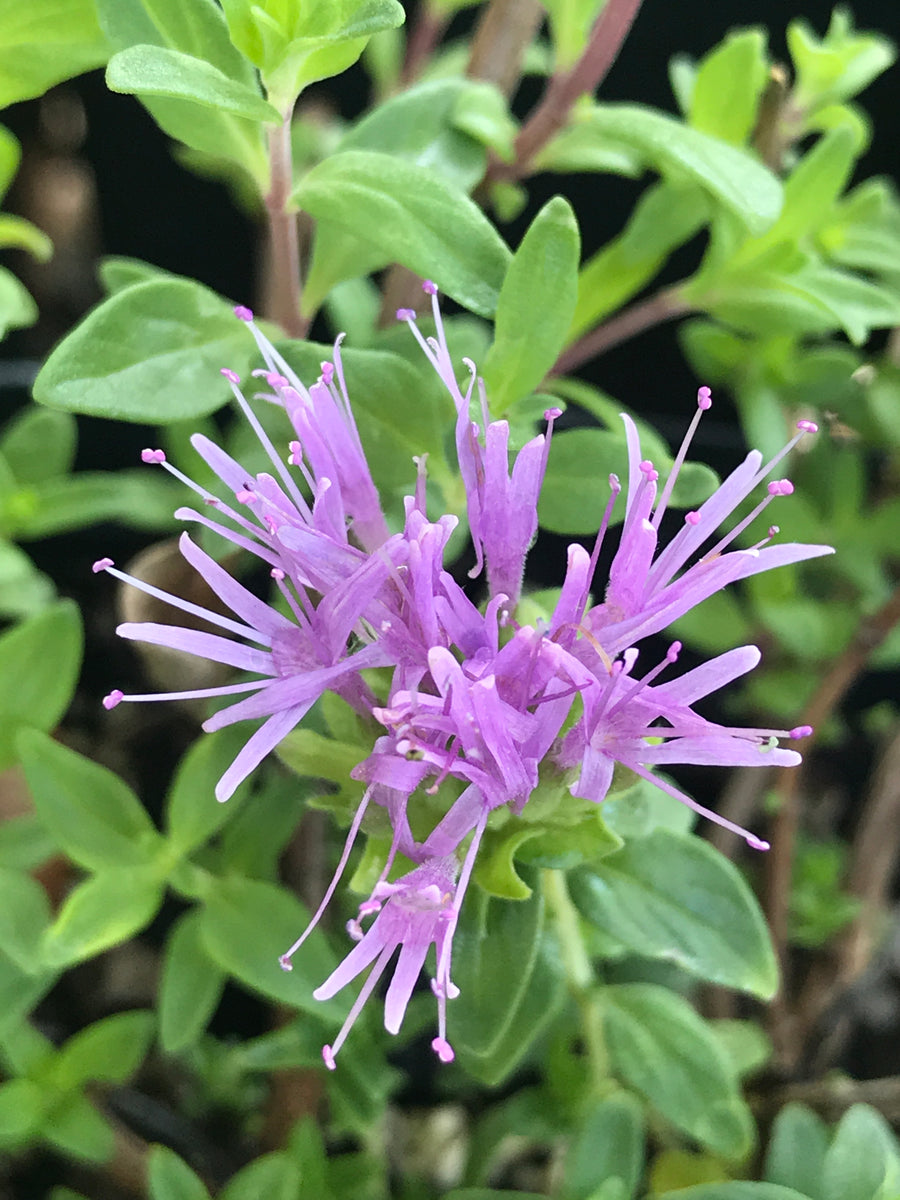 Monardella odoratissima (4") | Western Pennyroyal (4") – Morningsun ...