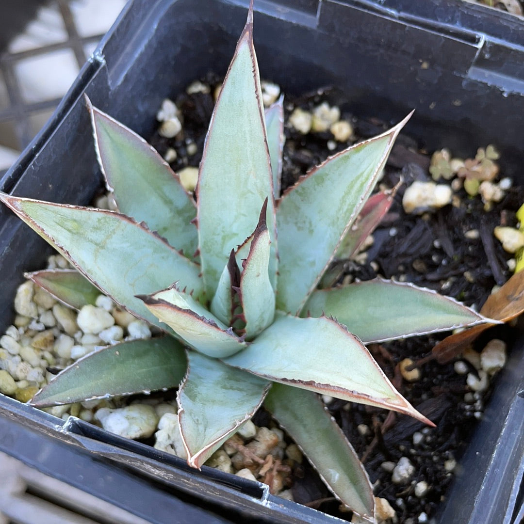 Agave 'Blue Emperor' (1 qt) | Blue Emperor Agave (1 qt) – Morningsun ...
