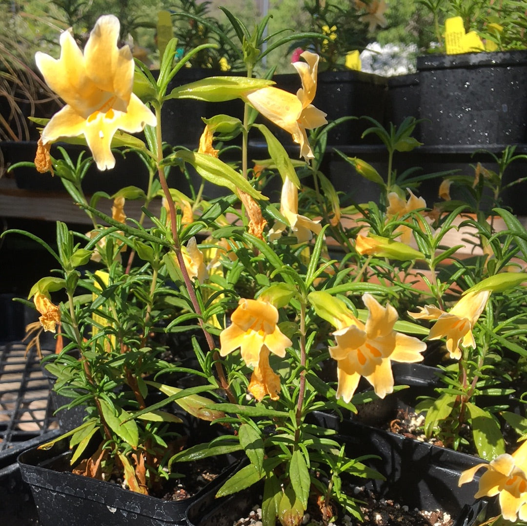 Mimulus x aurantiacus 'Eleanor' (1 qt) | Eleanor Sticky Monkey Flower ...