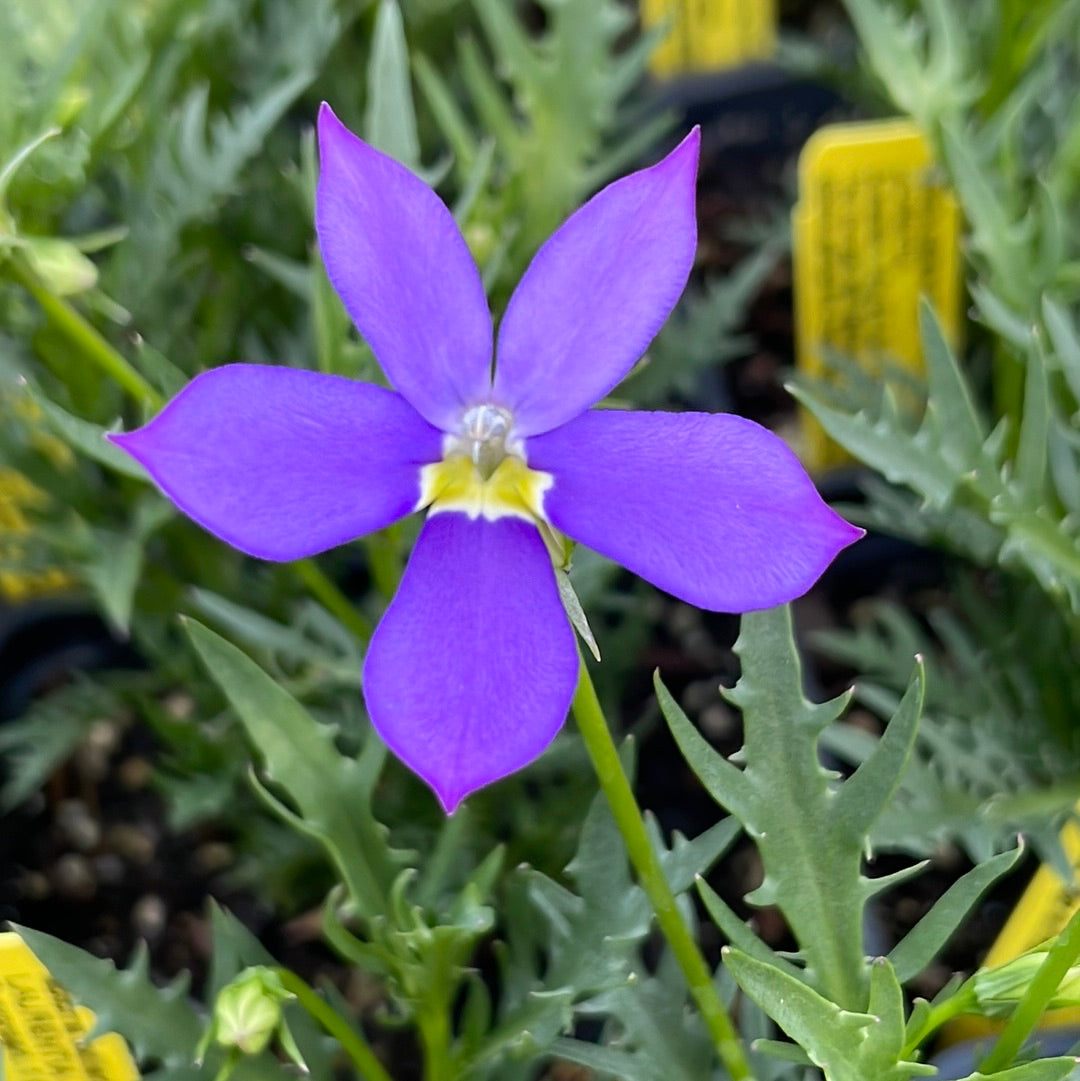 Isotoma axillaris Fizz ' n' Pop™️'Glowing Violet' (4") | Laurentia (4 ...