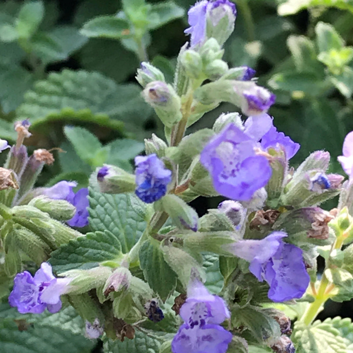 Nepeta faassenii 'Purrsian Blue' (1 qt) | Purrsian Blue Catmint (1 qt ...