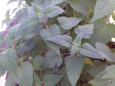 Salvia holwayi (1 qt) | Holway Sage (1 qt) – Morningsun Herb Farm