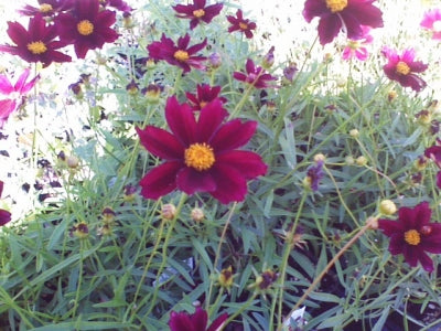 Coreopsis Big Bang 'Mercury Rising' (1 qt) | Mercury Rising Tickseed ...