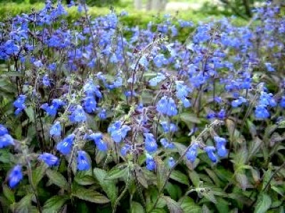 Salvia sinaloensis (1 qt) | Sinaloa Sage (1 qt) – Morningsun Herb Farm