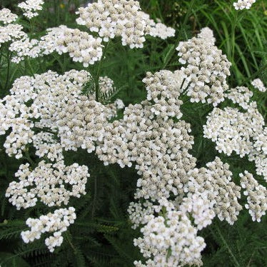Achillea millefolium 'Proa' (4") | Medicinal Yarrow (4") – Morningsun ...